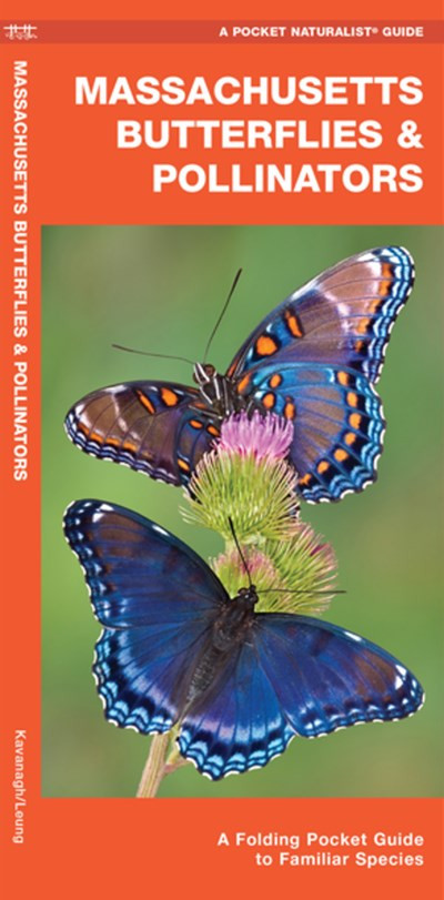 Massachusetts Butterflies & Pollinators: A Folding Pocket Guide to ...