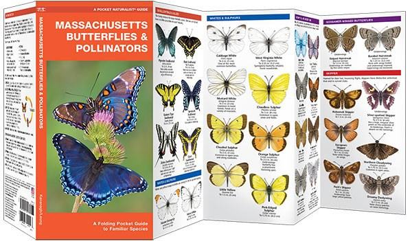 Massachusetts Butterflies & Pollinators: A Folding Pocket Guide to ...