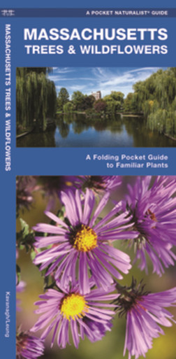 Massachusetts Trees & Wildflowers: A Folding Pocket Guide to Familiar ...