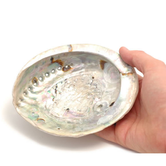 Abalone Shell | Sustainably & Ethically Sourced