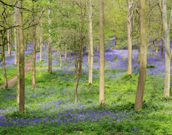 What is woodland burial? Interview Colney Wood, Norwich - Holistic Shop