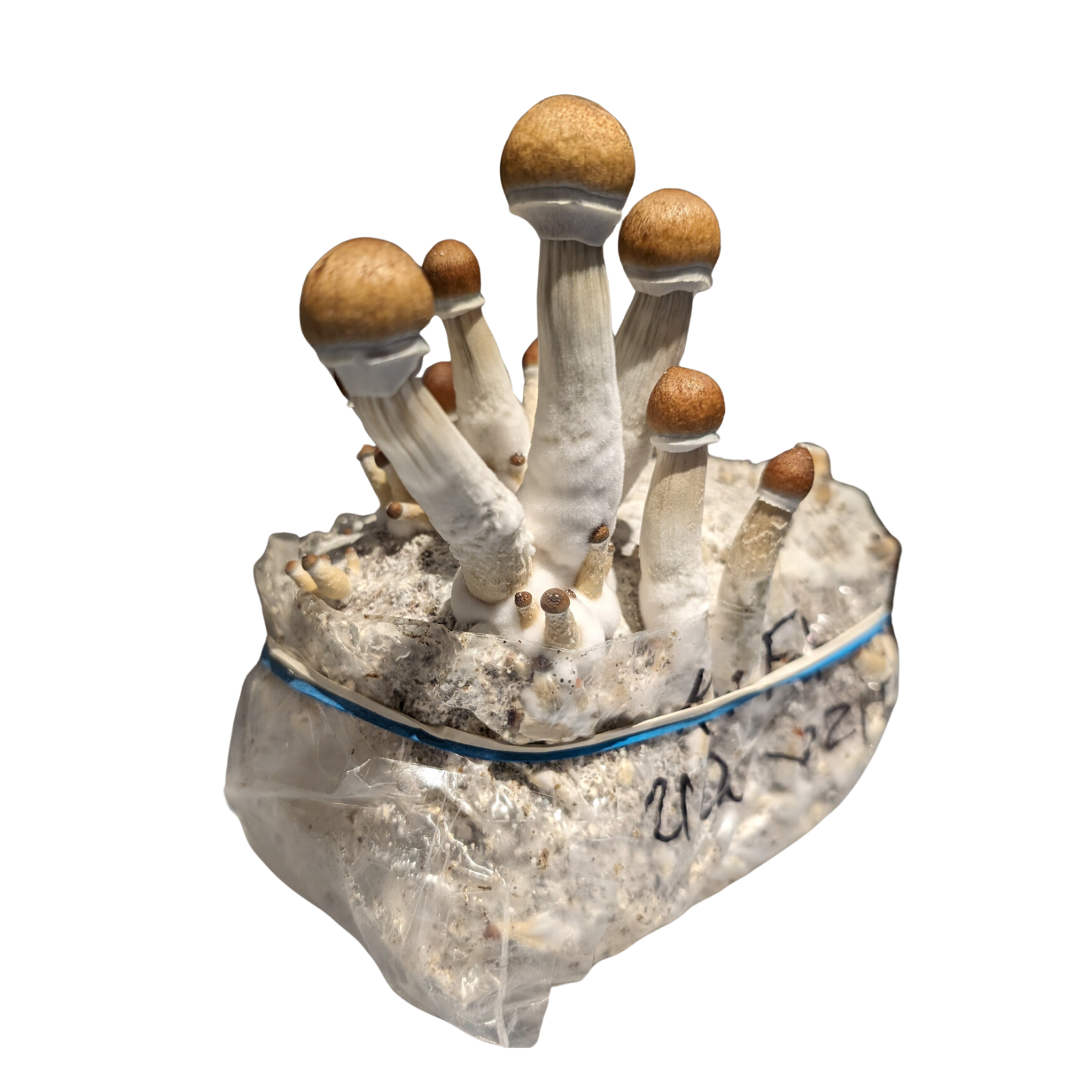 How to use your Fat Fungi PF TEK Mushroom Growing Kit - Fat Fungi