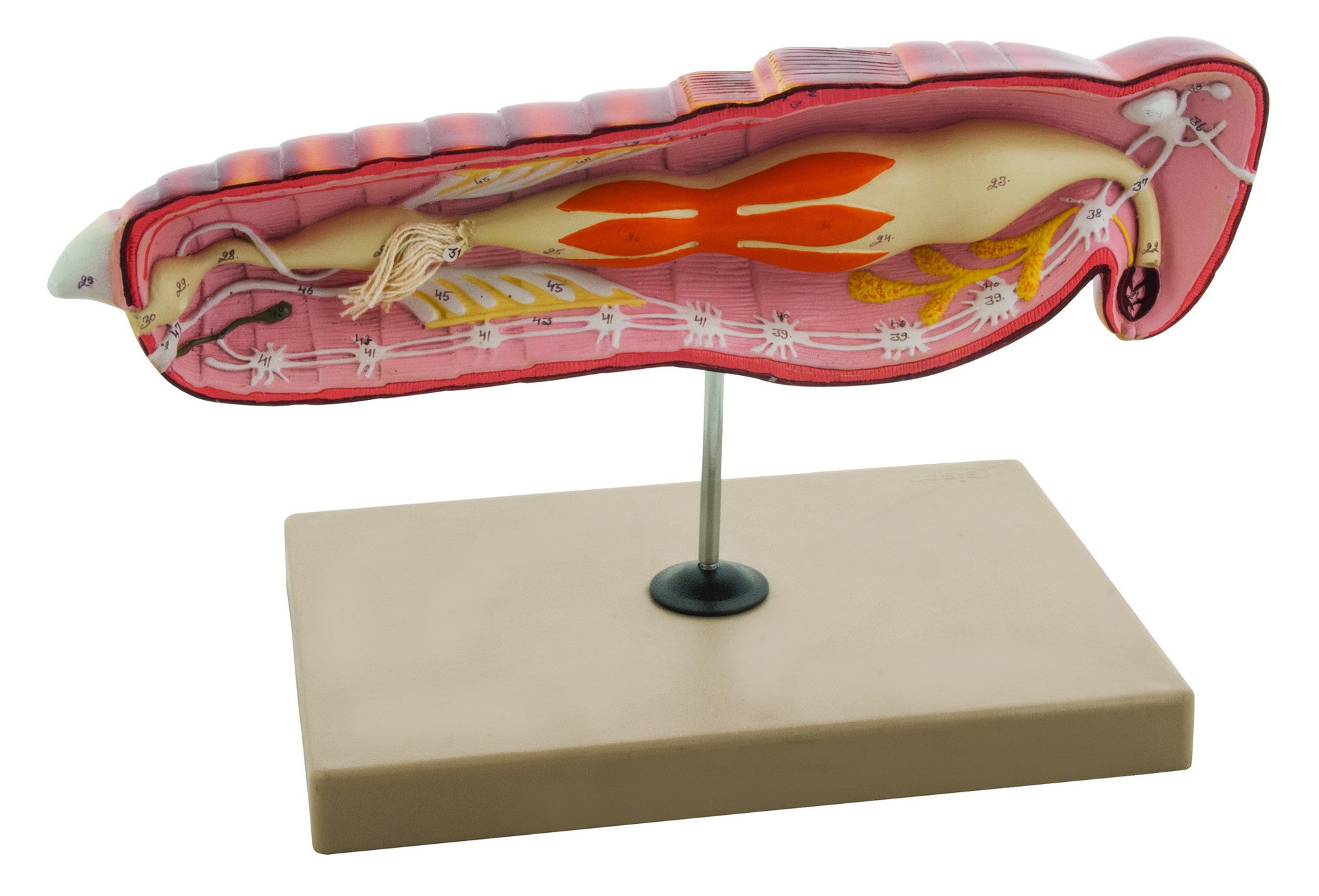 Locust Dissection Model, 13.5 Inch - Mounted | SCIEDCO Canada
