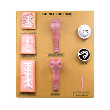 Comparative Tapeworm Model - Developmental Anatomy - Mounted on 18" x ...