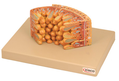 Freshwater Polyp (Hydra) Wall Model, 9 Inch - Mounted - Enlarged x200 ...