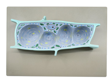 Generalized Plant Cell Model - Mounted on Base, 13" x 9" | SCIEDCO Canada
