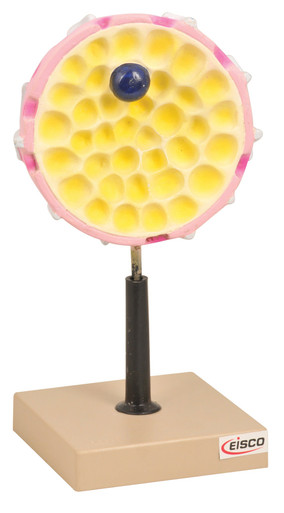 Nucleus Model 11 Mounted On Stand Sciedco®