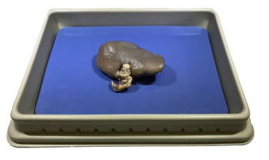 Pig Kidneys, Triple Injected, Vac Pack of 10 | SCIEDCO Canada