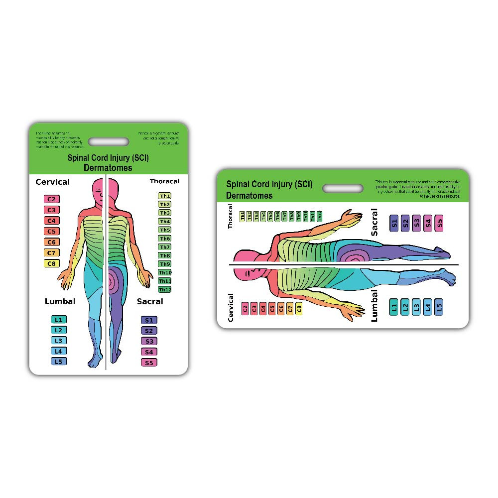 Dermatomes Fathead Posterior Dermatomes Anatomy Dry Erase Sticky Wall