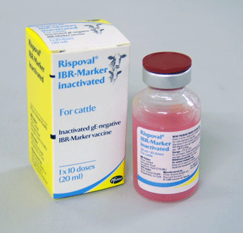 Rispoval IBR-Marker Live POM