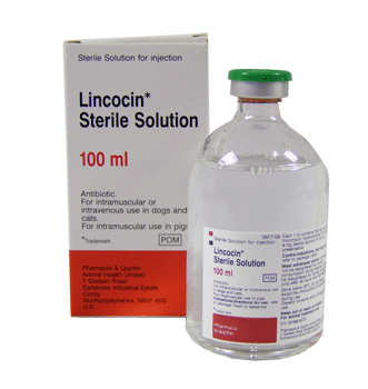 Lincocin Sterile Solution for Injecton 100ml POM