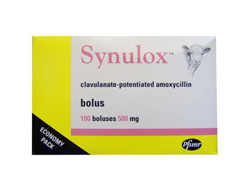 Synulox Bolus 500 mg film-coated tablet POM | Hyperdrug