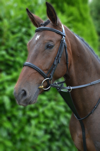 HY Equestrian Leather Bib Martingale - Reins Control.