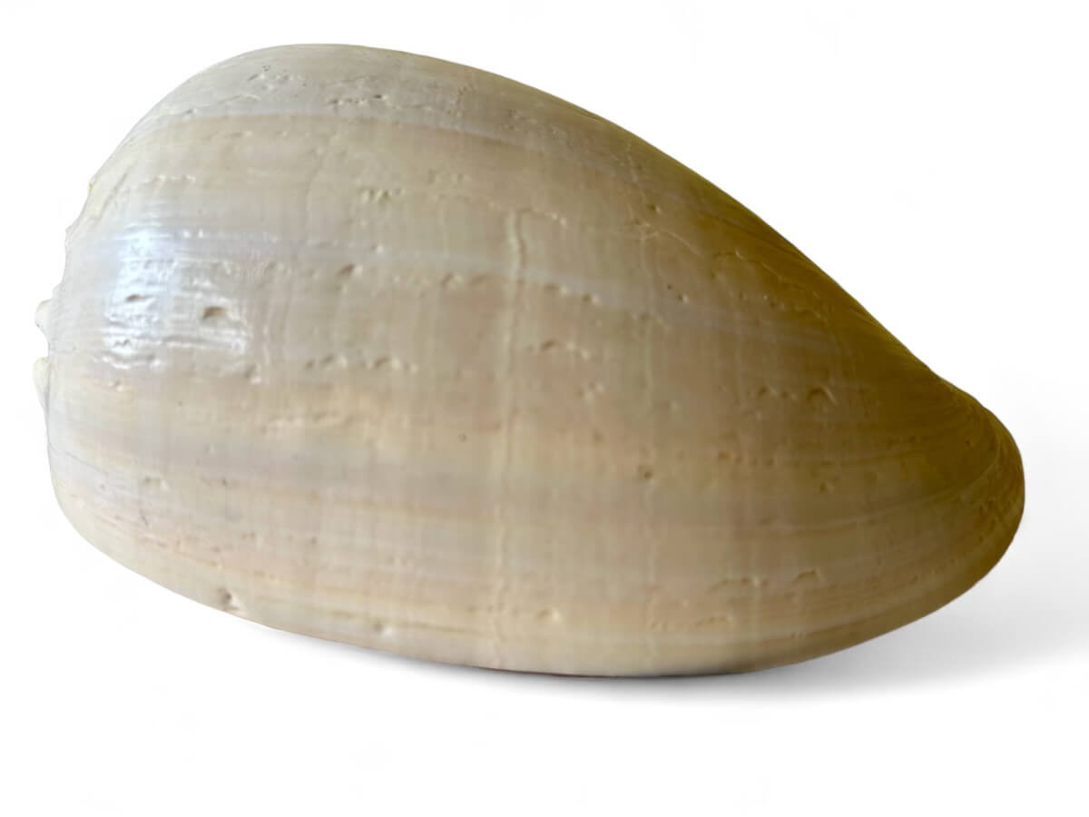 Vintage baler melon smooth crowned 6" conch shell seashell AUSTRALIA ...