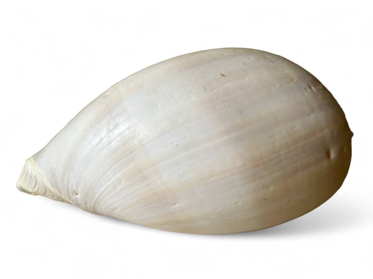 Vintage baler melon smooth crowned 6" conch shell seashell AUSTRALIA ...