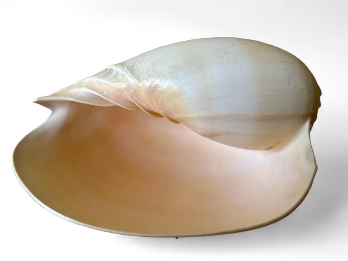 Vintage baler melon smooth crowned 6" conch shell seashell AUSTRALIA ...