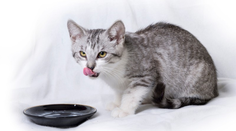 Colloidal Silver for Cats - Holistic Pet Care