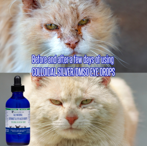 Cataract Eye Ulcer Drops Dogs & Cats - Colloidal Silver