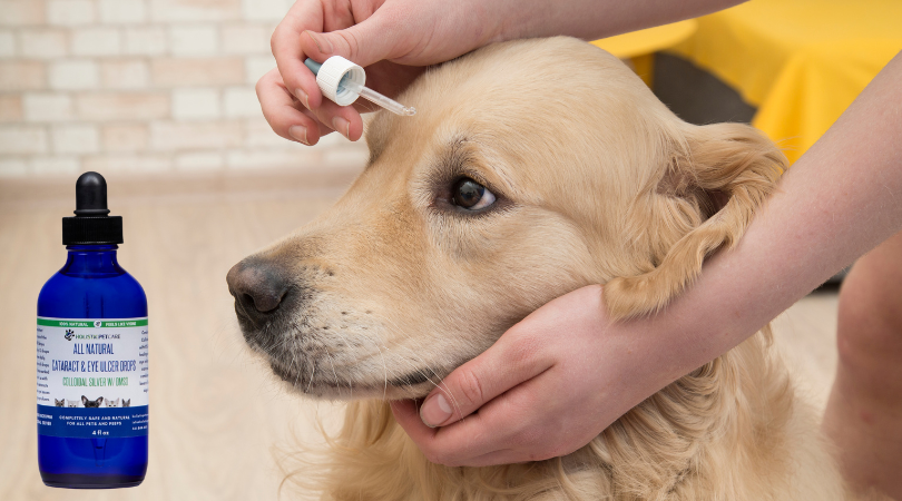 The Benefits of DMSO for Pet Care - Holistic Pet Care