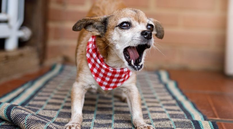 Collapsed Trachea: How to Manage it Naturally - Holistic Pet Care