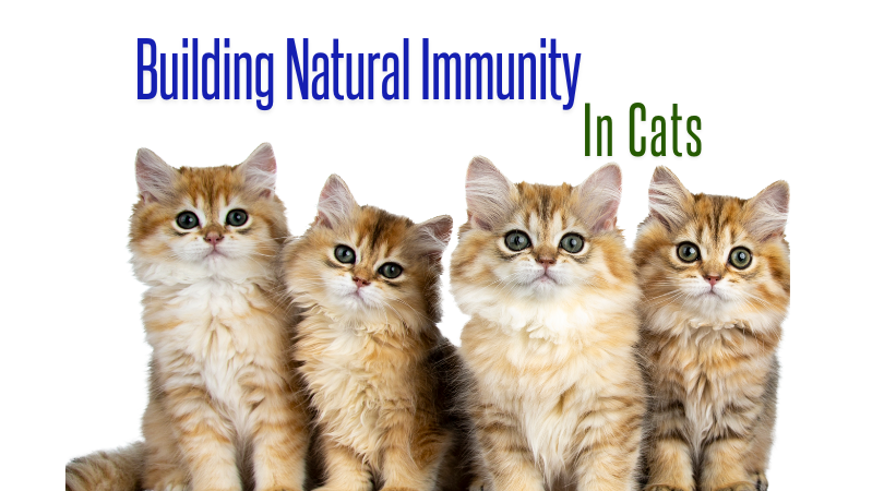 Build Natural Immunity in Cats - Holistic Pet Care