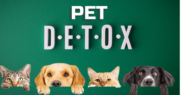 Detox for Pets: How It Works and Why You Should Do It - Holistic Pet Care