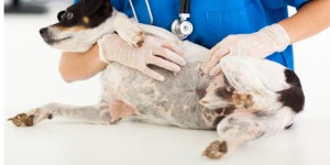 Our Pet's Skin - Holistic Pet Care