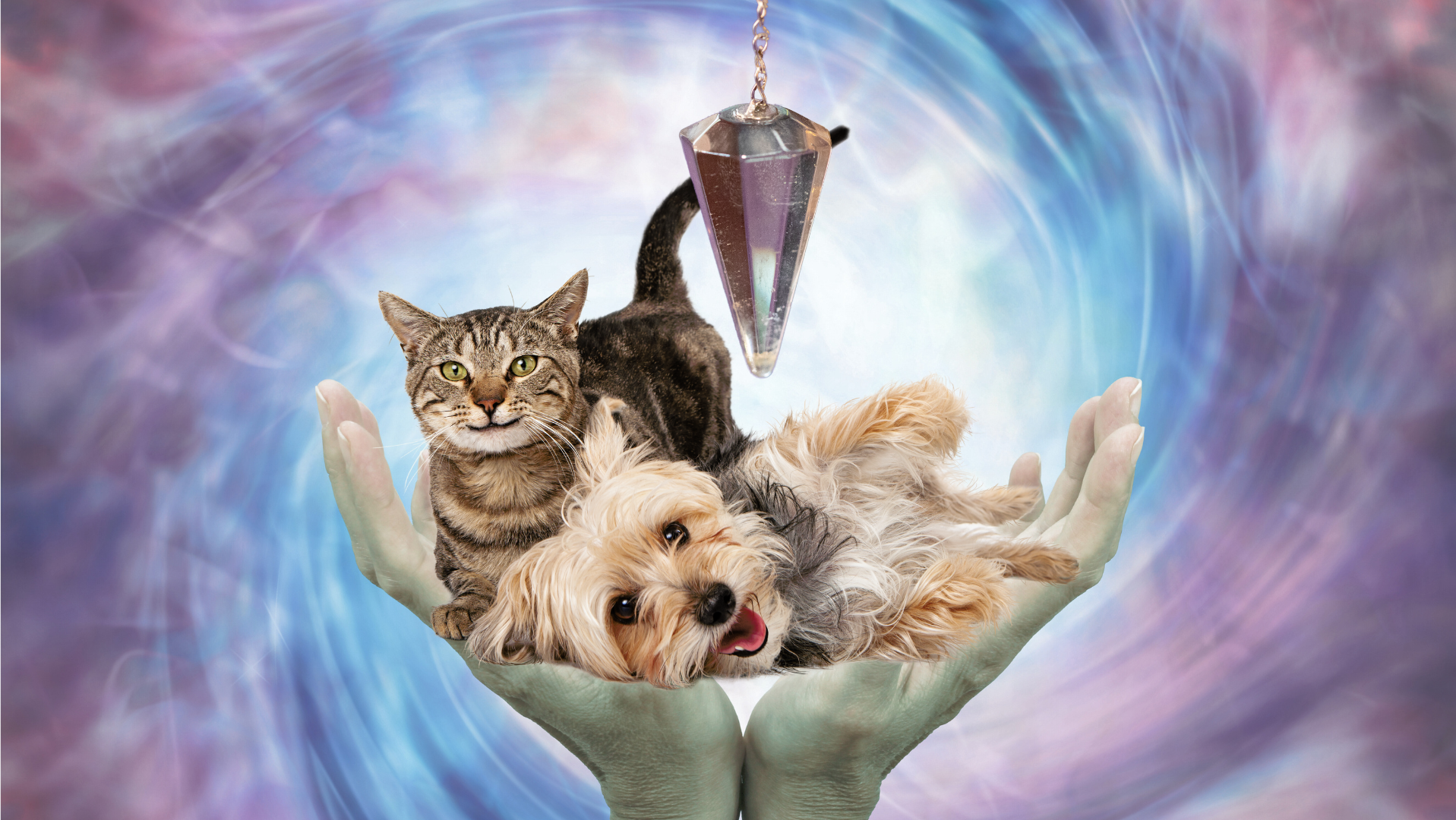 What is Energy Medicine for Pets? - Holistic Pet Care