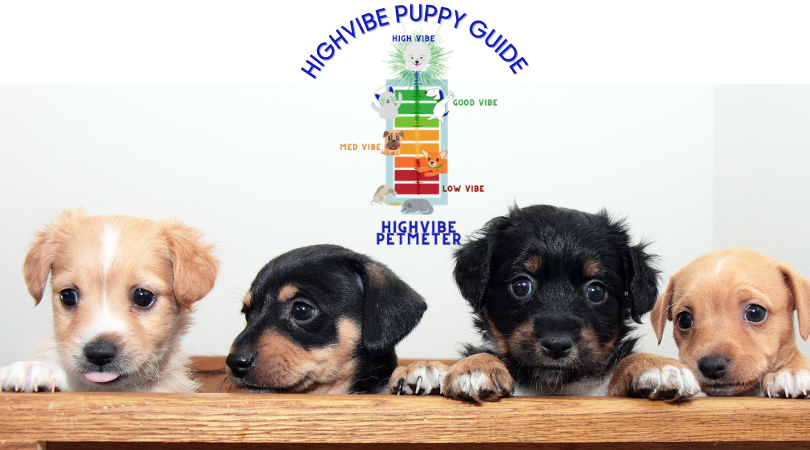 Raising a Puppy Naturally: A Holistic Guide for Pet Parents - Holistic ...