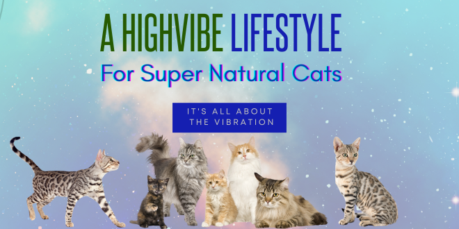 Raising A Super Natural Cat - Holistic Pet Care