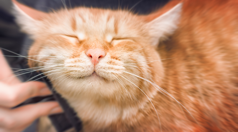 Ways to Improve Life for Your Senior Cat - Holistic Pet Care