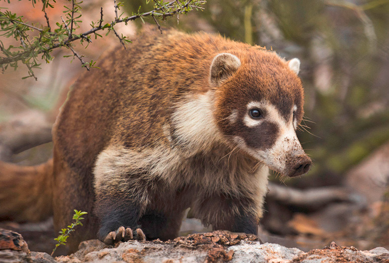 Coatimundi - Magnet