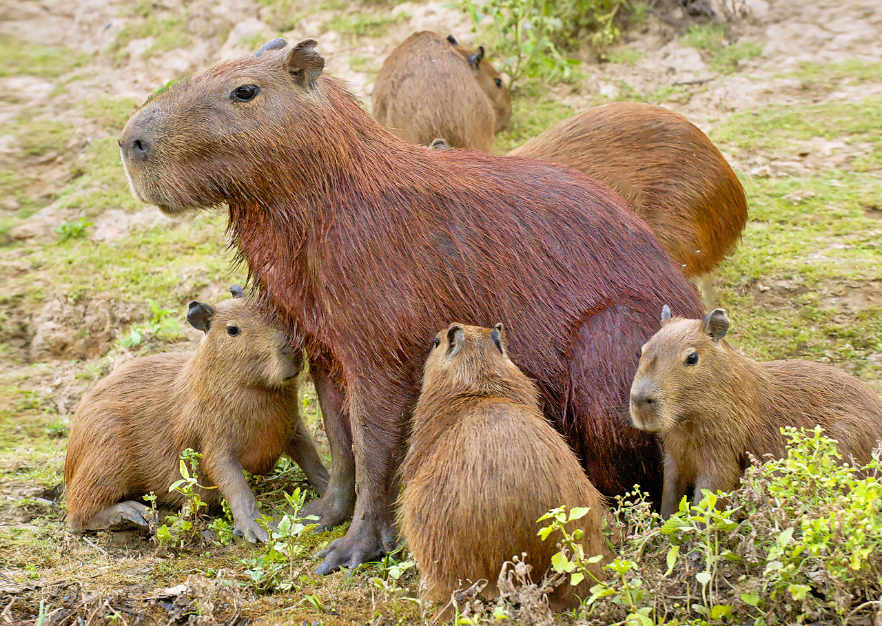 Capybara - Postcard