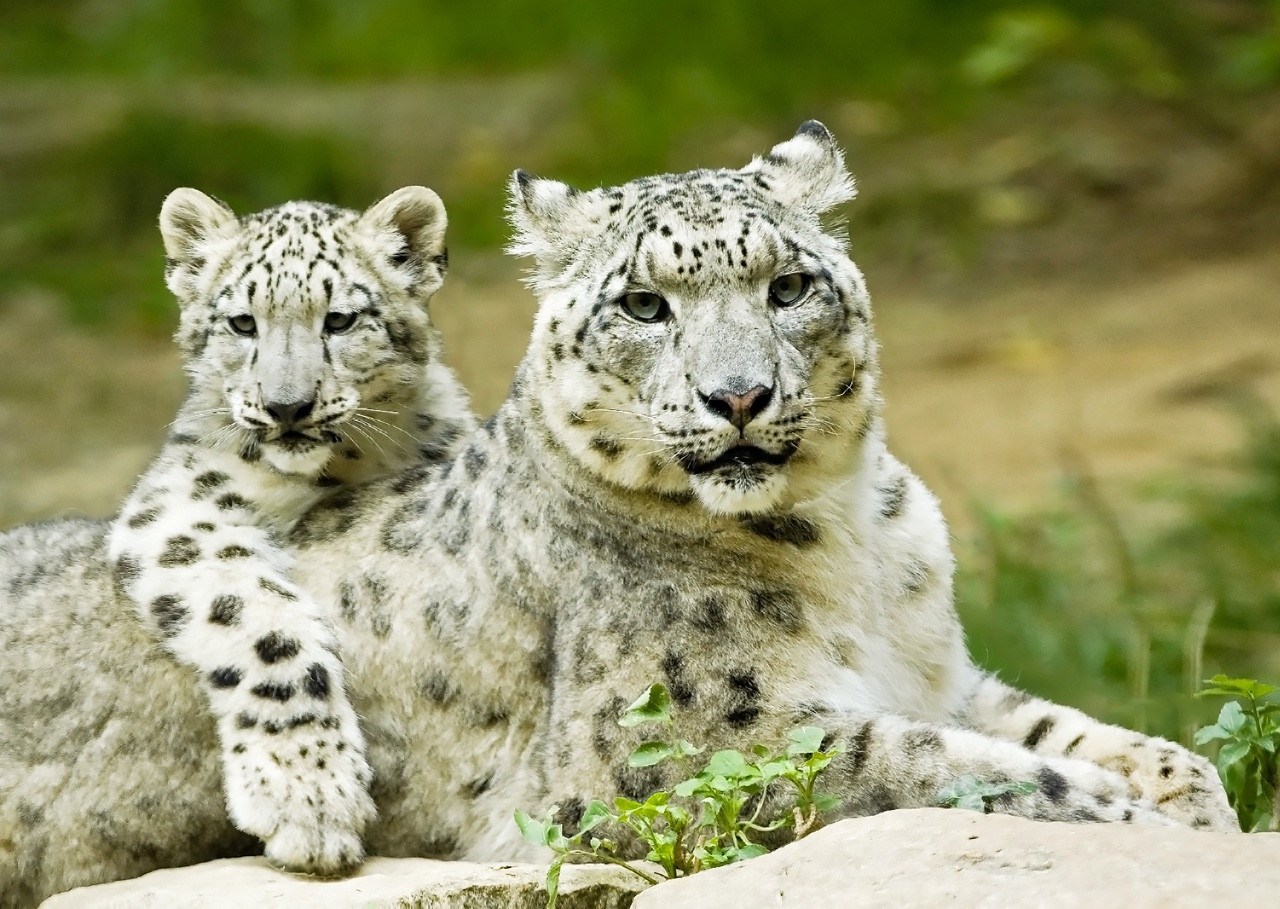 Snow Leopard - Postcard - Authentic Cards, Inc.