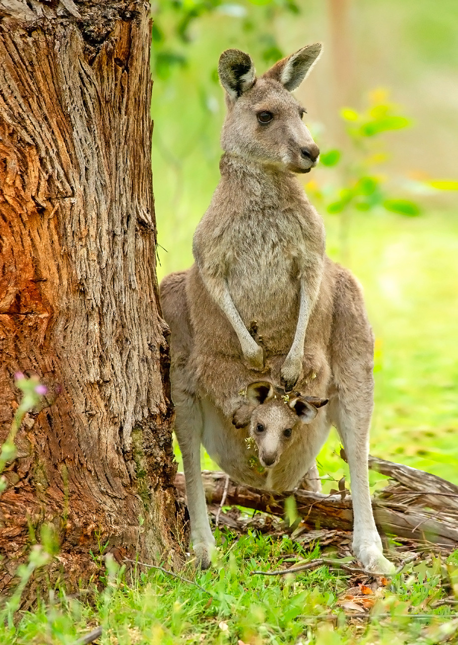 Kangaroo 2 - Postcard - Authentic Cards, Inc.