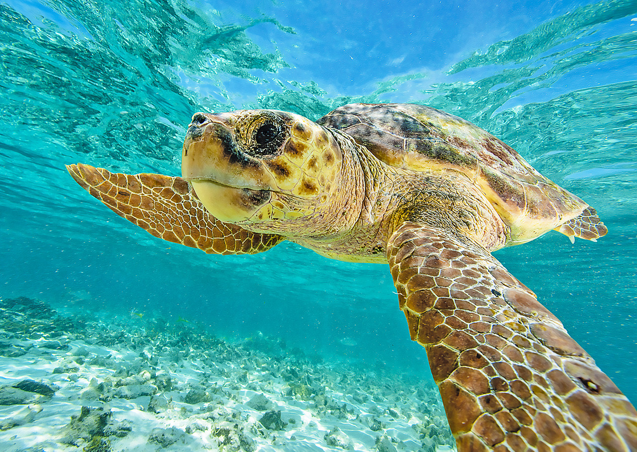 Turtle, Loggerhead - Postcard - Authentic Cards, Inc.