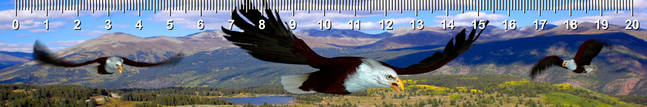 Eagle, Bald - Ruler (cm) - Authentic Cards, Inc.