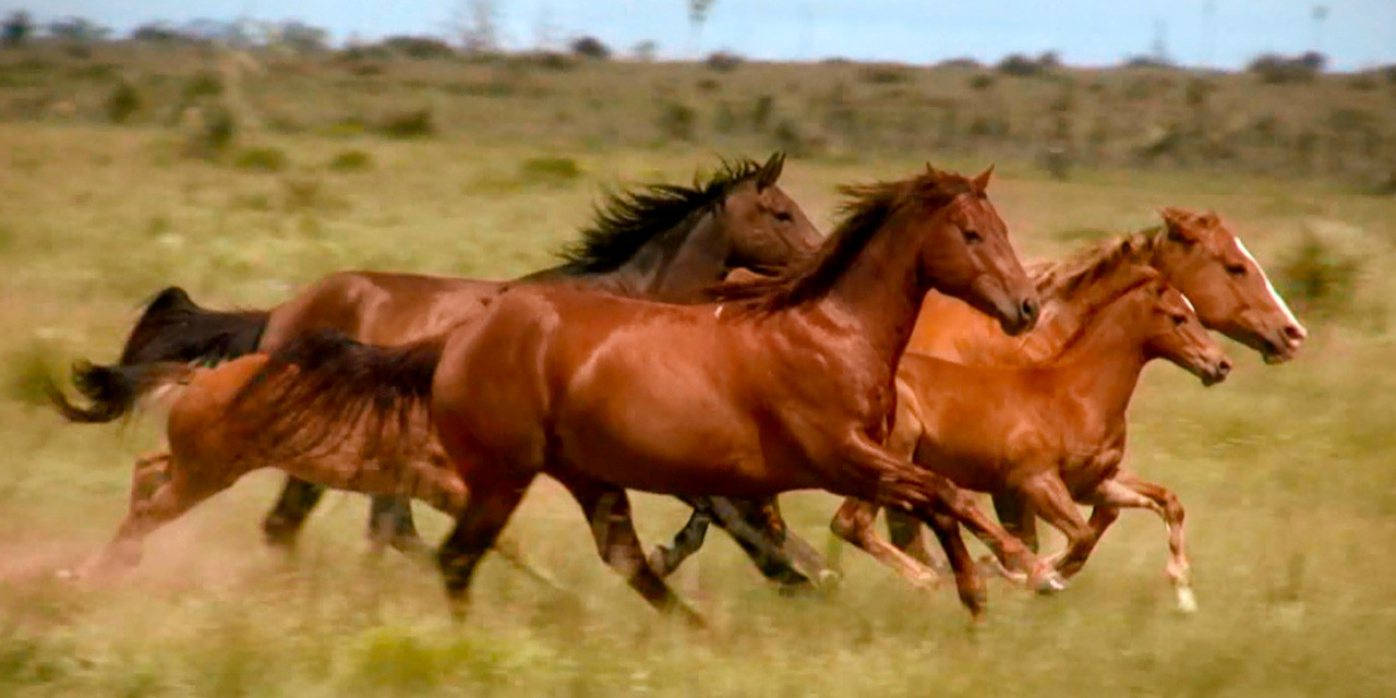 Authentic Cards, Inc.