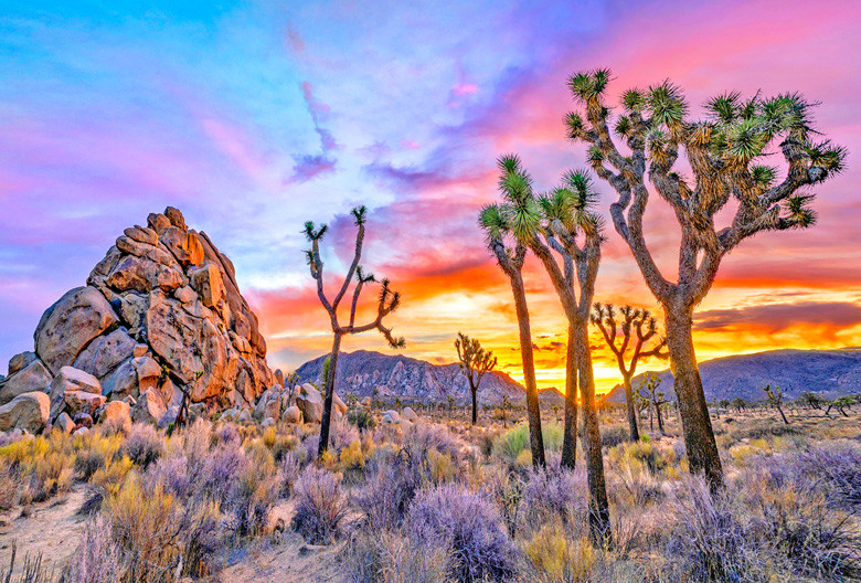 Joshua Tree Sunset 2 - Postcard - Authentic Cards, Inc.