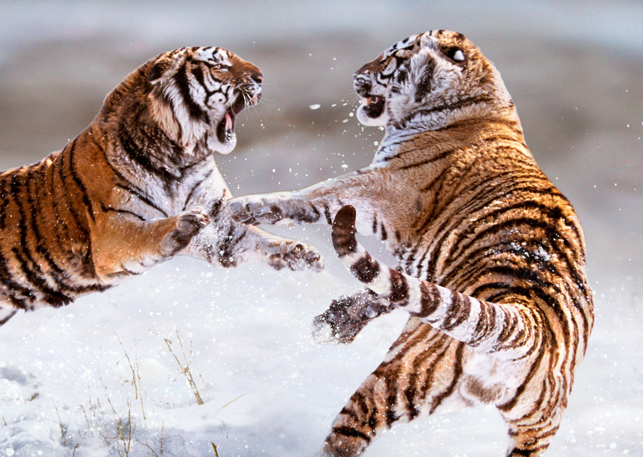 Mammoth fighting - Postcard - Authentic Cards, Inc.