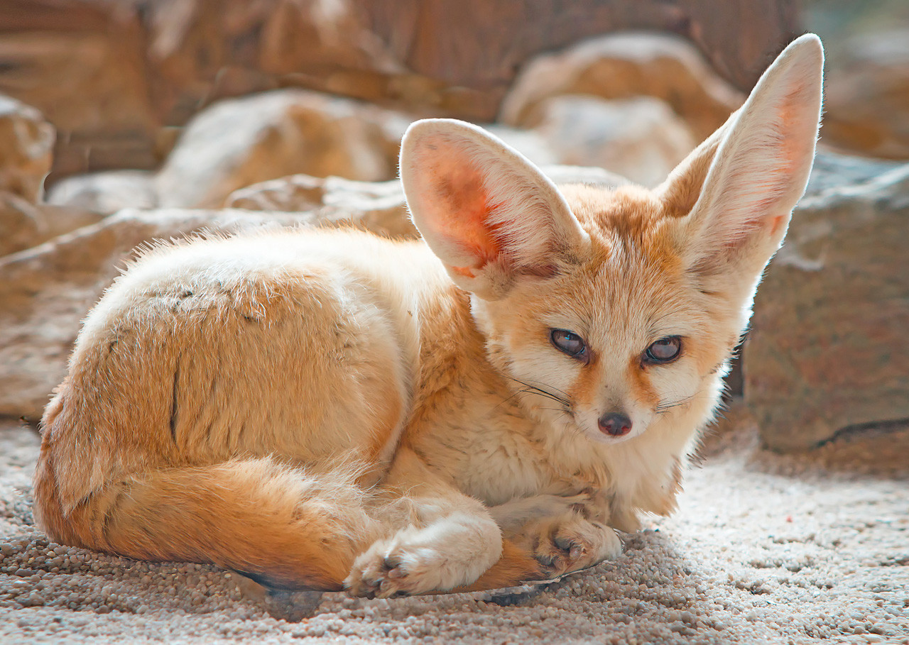 Fennec Fox - Postcard