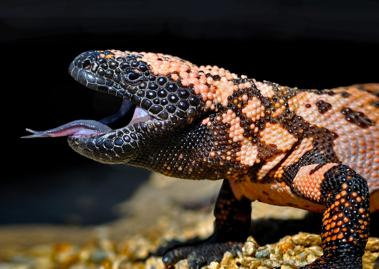 Gila Monster - Postcard - Authentic Cards, Inc.