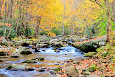 Appalachian River Autumn - Magnet