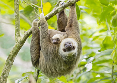 Sloth, mother and young - Postcard - Authentic Cards, Inc.