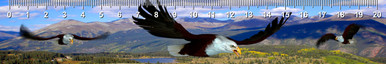 Eagle, Bald - Ruler (cm) - Authentic Cards, Inc.
