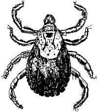 Get a Jump on Fleas & Ticks "Naturally" This Spring! - Earths Answers