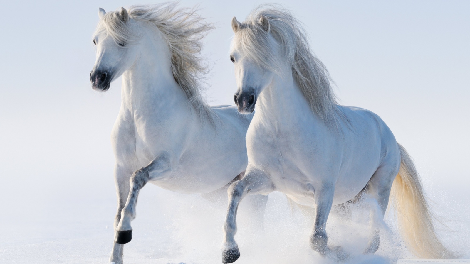 Keratex Equine Hoofcare - keratex.net