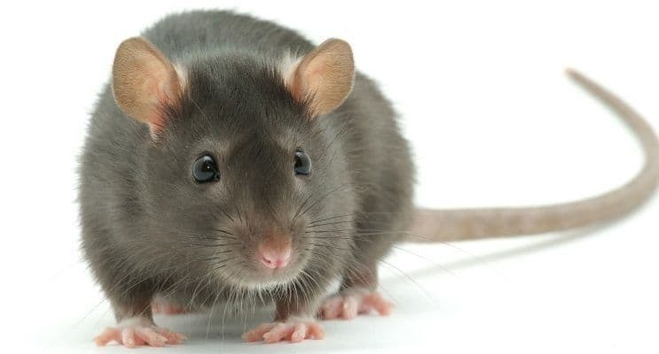 Frozen Mice Pinkies 1-2g