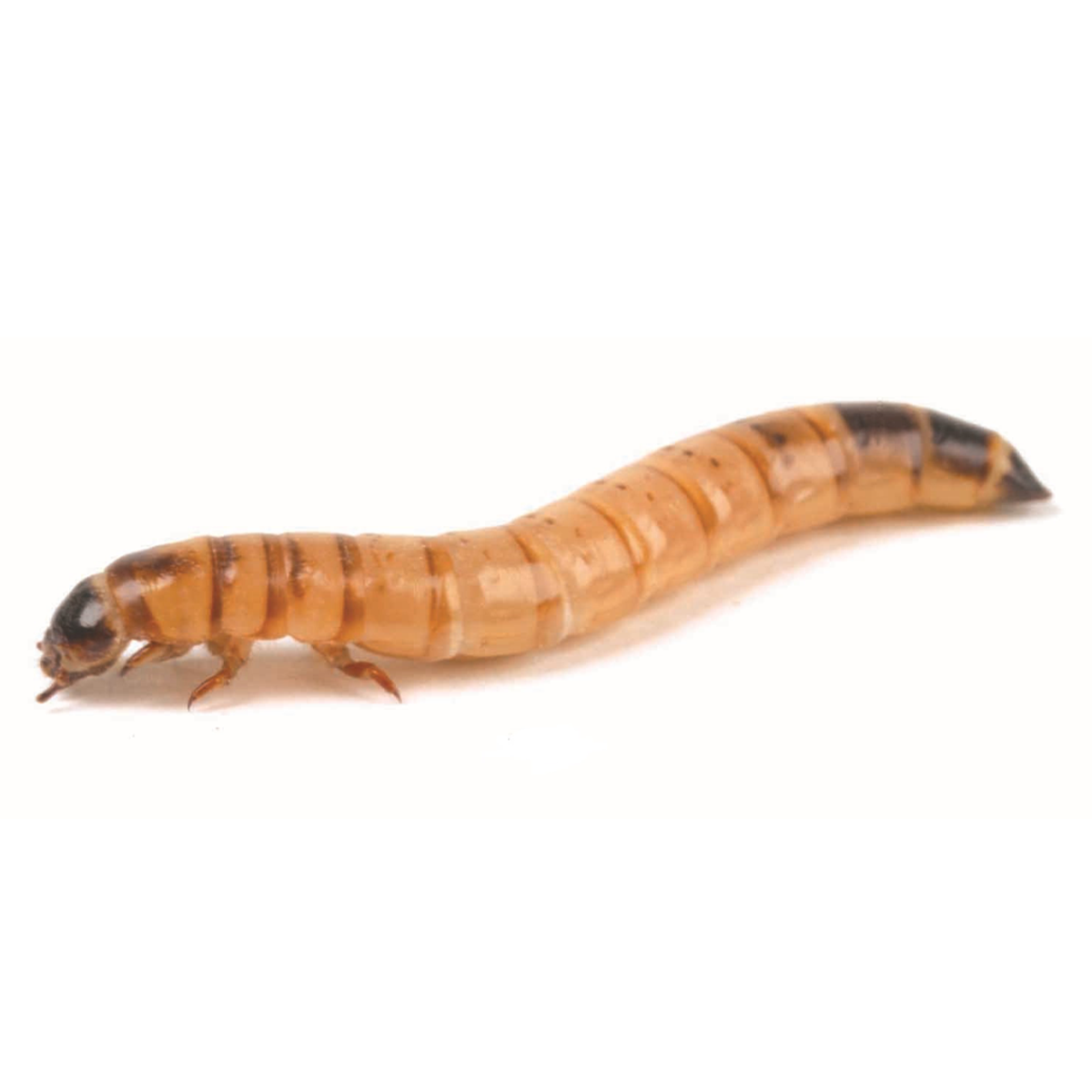 Morio Worm Bulk Pack 500g
