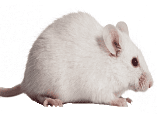 Frozen Mice Large Pinkies 2-4g